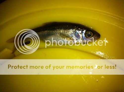 Help identifying these minnows | Ontario Fishing Forums