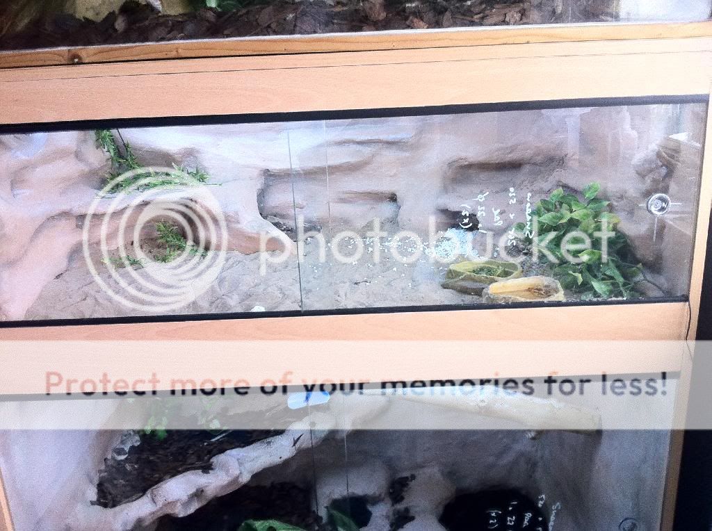 SE England - Custom Viv stack with fake rock backgrounds | Reptile Forums