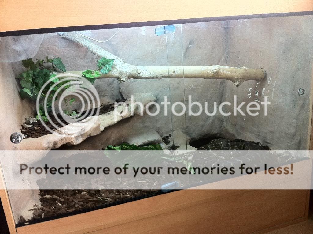 SE England - Custom Viv stack with fake rock backgrounds | Reptile Forums