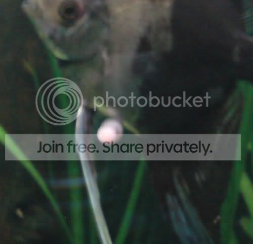 Constipated Angel Fish, Please Help | Fish Forum