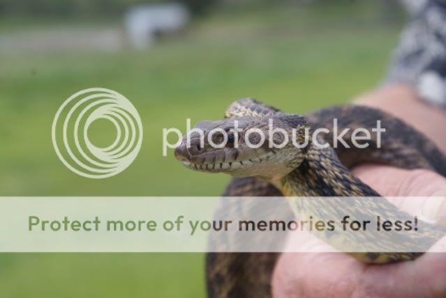Bull snakes schmull snakes - Field Herp Forum