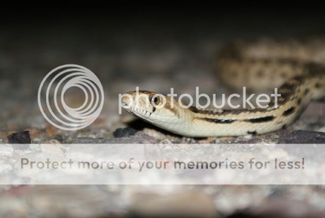 Bull snakes schmull snakes - Field Herp Forum