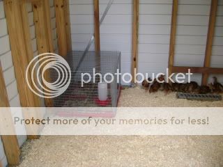How do you transport chickens? | BackYard Chickens - Learn How to Raise ...