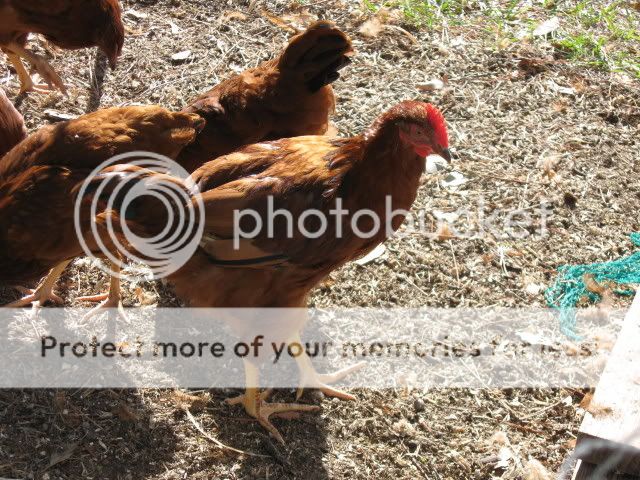 10 week old chicks--and questions! UPDATED FOR PICS | BackYard Chickens ...