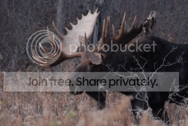 Big Manitoba Bull Moose