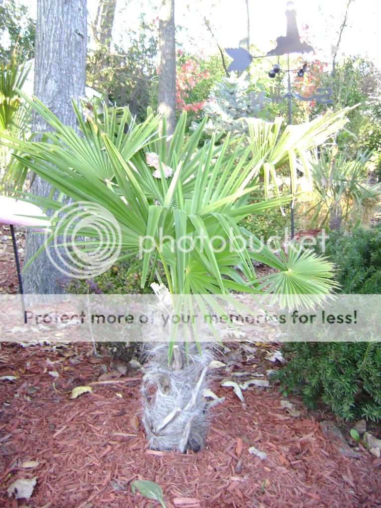 Palm trees (largest, state, people, Chicago) - City vs. City - Page 13 ...