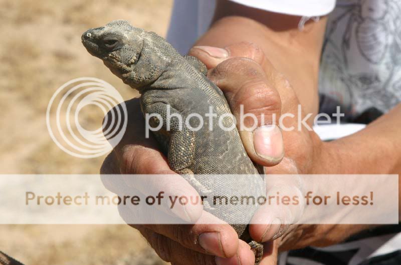 2010 Spring Field Trip... - Field Herp Forum
