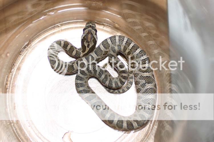 Emory's ratsnakes... - Field Herp Forum