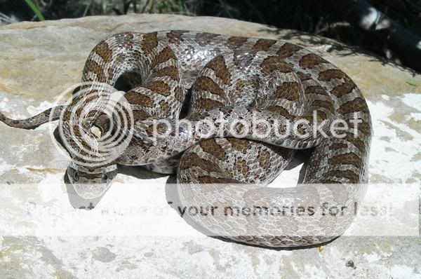 Emory's ratsnakes... - Field Herp Forum