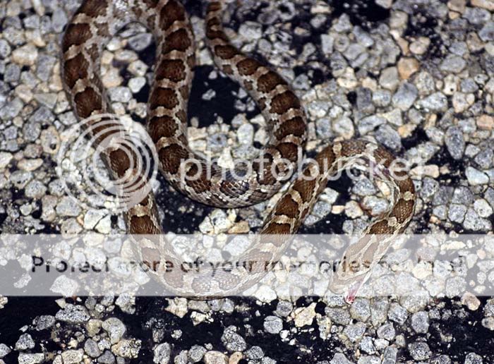 Emory's ratsnakes... - Field Herp Forum