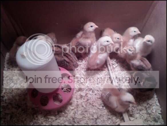 Sagitta Breed - Looking for Info | BackYard Chickens - Learn How to ...