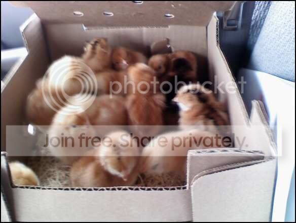 Sagitta Breed - Looking for Info | BackYard Chickens - Learn How to ...