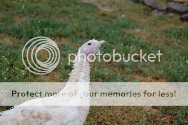 WTB calico/sweetgrass turkey hatching eggs | BackYard Chickens - Learn ...