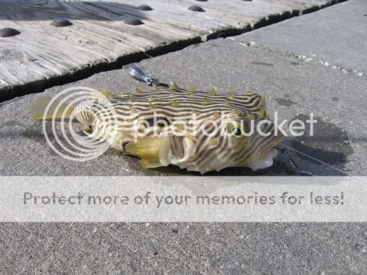 1-23-09 Pensacola Pier Report | Pensacola Fishing Forum