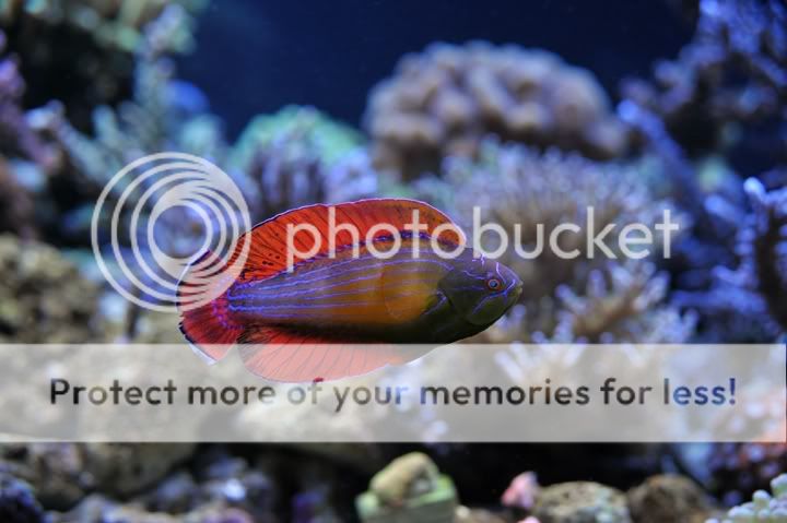 Flasher Wrasse Photo Library & ShowOff Thread... | Reef2Reef