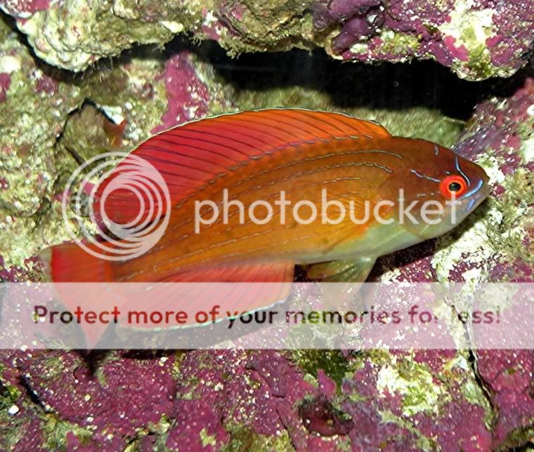 Red sea eightline flasher wrasse | Michigan Reefers