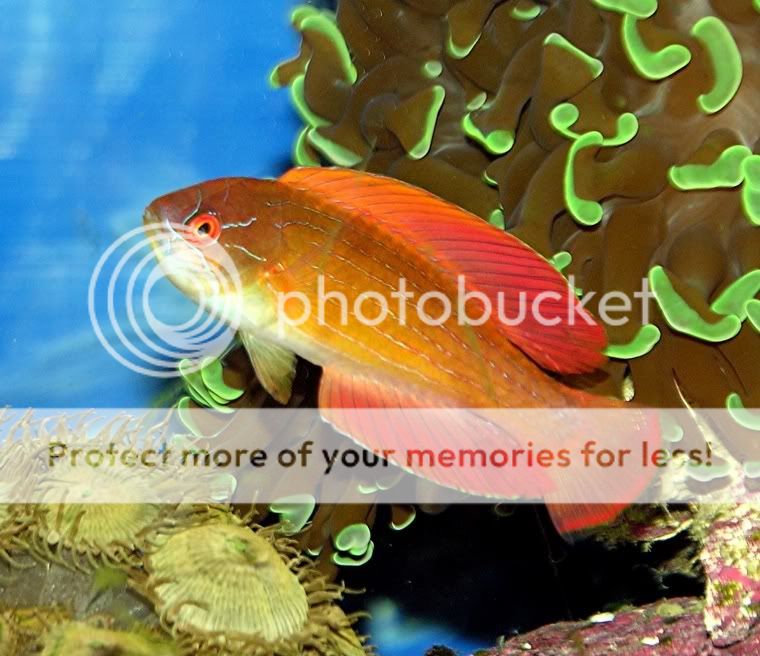 Red sea eightline flasher wrasse | Michigan Reefers