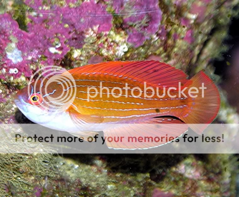 Red sea eightline flasher wrasse | Michigan Reefers